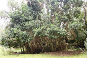 Menoko de Monopaine; Monumento Histórico Nacional | BiblioRedes